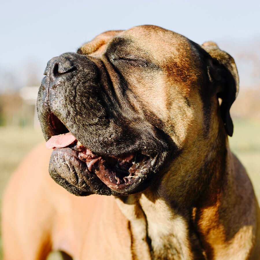 Over ons - Alles voor een gezonde en gelukkige hond - Voormijnhond.com