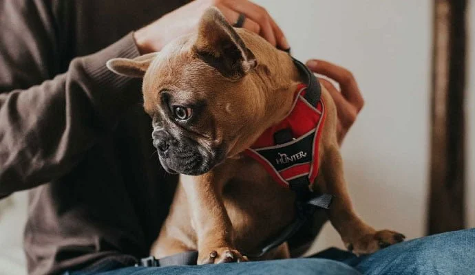 Beste Y tuig hond - Dit is de Top 10 van januari 2026